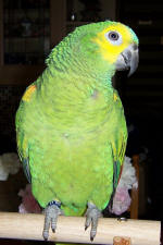 BREEDS NEEDS AMAZONS